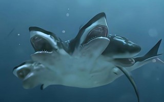 世界最恐怖鲨鱼有哪些_大白鲨为何排名第一