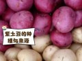 紫土豆是转基因的吗_紫土豆安全吗