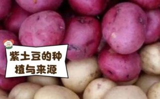 紫土豆是转基因的吗_紫土豆安全吗