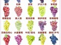 葡萄品种大全图片_如何识别常见品种