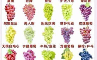 葡萄品种大全图片_如何识别常见品种