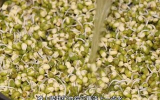 家里怎么生绿豆芽_绿豆芽发芽全过程