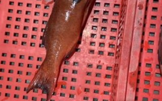 老鼠斑和东星斑哪个贵_价格差异全解析