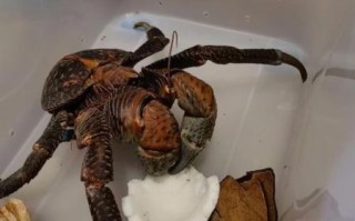 在中国吃椰子蟹犯法吗_椰子蟹哪里能买到