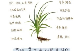 知母的功效与作用_知母怎么泡水喝最好