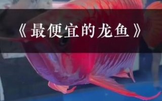 龙鱼价格多少钱一条_龙鱼为什么这么贵
