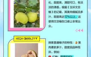文旦柚怎么挑选_文旦柚和蜜柚的区别