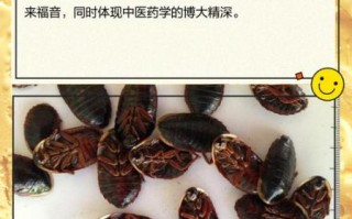 土鳖虫哪些人不能吃_土鳖虫禁忌人群