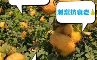 刺梨果图片_刺梨果功效与作用