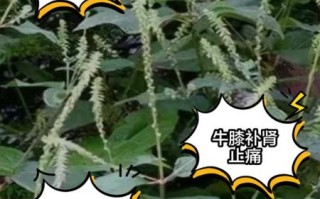 牛膝功效与作用及禁忌_哪些人不能吃牛膝