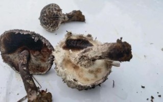 松塔牛肝菌有毒吗_松塔牛肝菌怎么吃