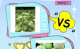 莲花白是包菜吗_莲花白和包菜的区别