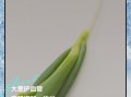 大葱的功效与作用_大葱怎么吃最健康