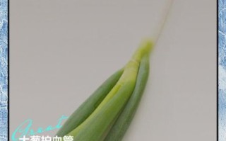大葱的功效与作用_大葱怎么吃最健康