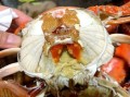 飞蟹什么时候最肥_飞蟹最肥的月份