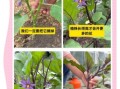 茄子种植技术与管理_茄子怎么种才能高产