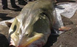 最大的鲟鳇鱼3000斤_它到底有多大