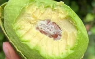 牛油果真的是骗局吗_牛油果营养价值真相