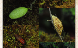 蚕茧的拼音怎么写_蚕茧拼音声调是几声