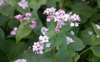 荞麦长什么样子_荞麦植物外形特征