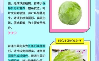 球生菜和生菜的区别_哪个更脆更甜