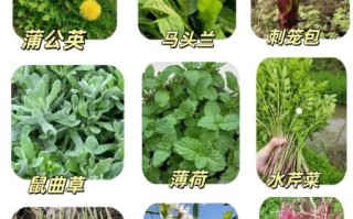 野菜图片大全带名字_哪些野菜可以吃