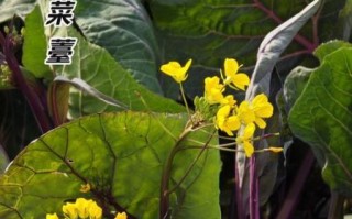 菜薹怎么炒好吃_菜薹和菜心区别