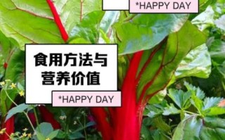 甜菜叶的功效与作用_甜菜叶怎么吃最营养