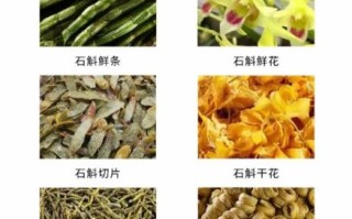 石斛品种76图片大全_如何区分铁皮石斛与金钗石斛