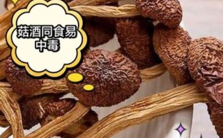 茶树菇不能和什么一起吃_茶树菇的禁忌有哪些