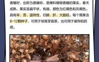 香椿籽怎么吃_香椿籽的功效与食用禁忌