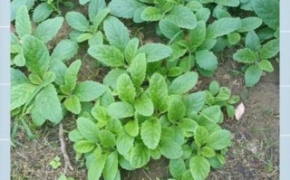 生地的作用和功效_生地黄能长期泡水喝吗