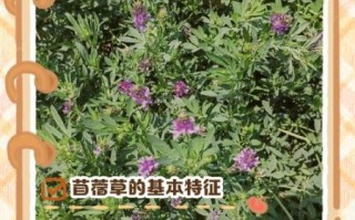 野苜蓿和家苜蓿的区别_哪个更适合做牧草