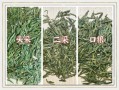 龙井属于绿茶吗_龙井茶与绿茶区别