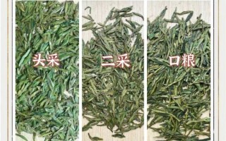 龙井属于绿茶吗_龙井茶与绿茶区别