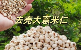 薏米长什么样_薏米图片大全怎么找