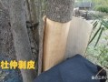 杜仲树剥皮后会死吗_杜仲剥皮再生技术