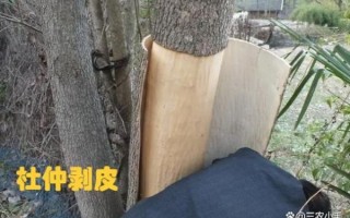 杜仲树剥皮后会死吗_杜仲剥皮再生技术