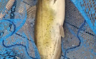 鮰鱼有刺吗_鮰鱼刺多不多