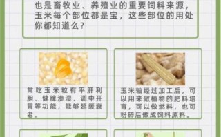 玉米的功效与作用_玉米能减肥吗
