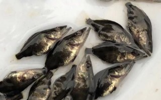 桂鱼苗多少钱一尾_桂鱼苗价格影响因素