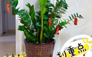 金钱树图片大全_如何养护金钱树