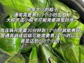 蒸锅煮粽子需要多长时间_怎么判断熟没熟
