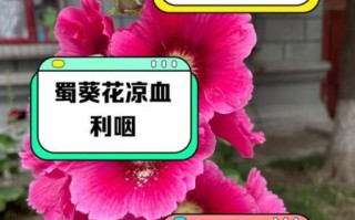 黄蜀葵花哪些人不能吃_禁忌人群与注意事项