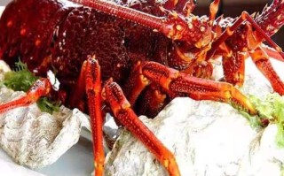 澳洲大龙虾一只几斤_澳洲龙虾重量怎么选