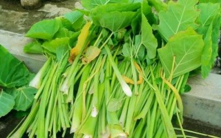 芋梗怎么读_芋梗是芋头梗吗