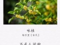 桂花诗句有哪些_古人如何咏桂