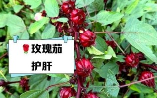 玫瑰茄怎么吃_玫瑰茄有什么功效