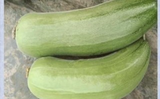 东北梢瓜是什么_东北梢瓜怎么做好吃