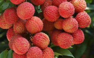 补脑的水果有哪些_哪些水果能提高记忆力